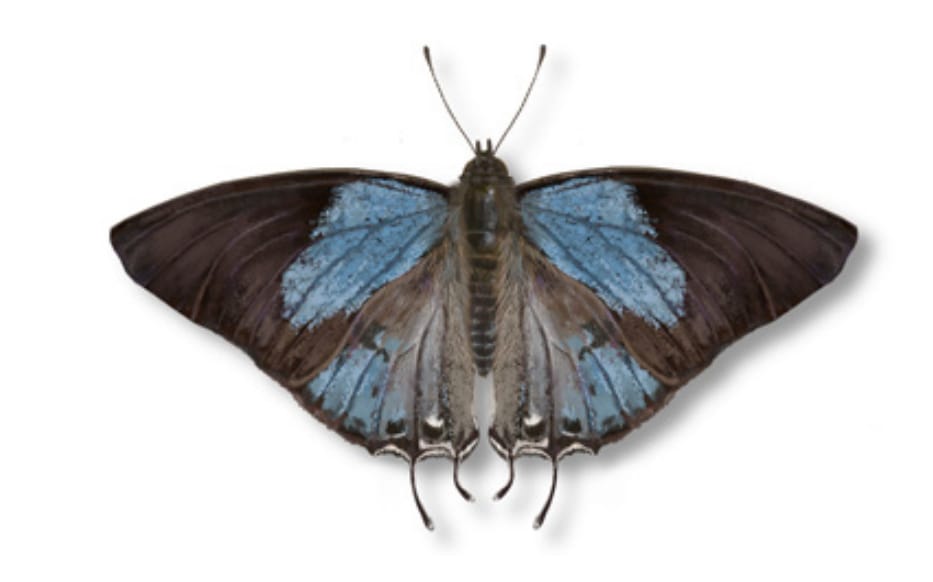 Discover AlUla’s Wildlife | The Royal Commission for AlUla